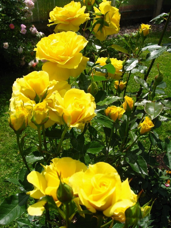 Роза флорибунда `Фрезия`, Rosa (F) `Friesia` | СадПарад